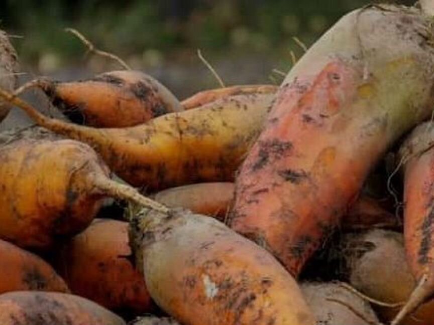 Свекла кормовая