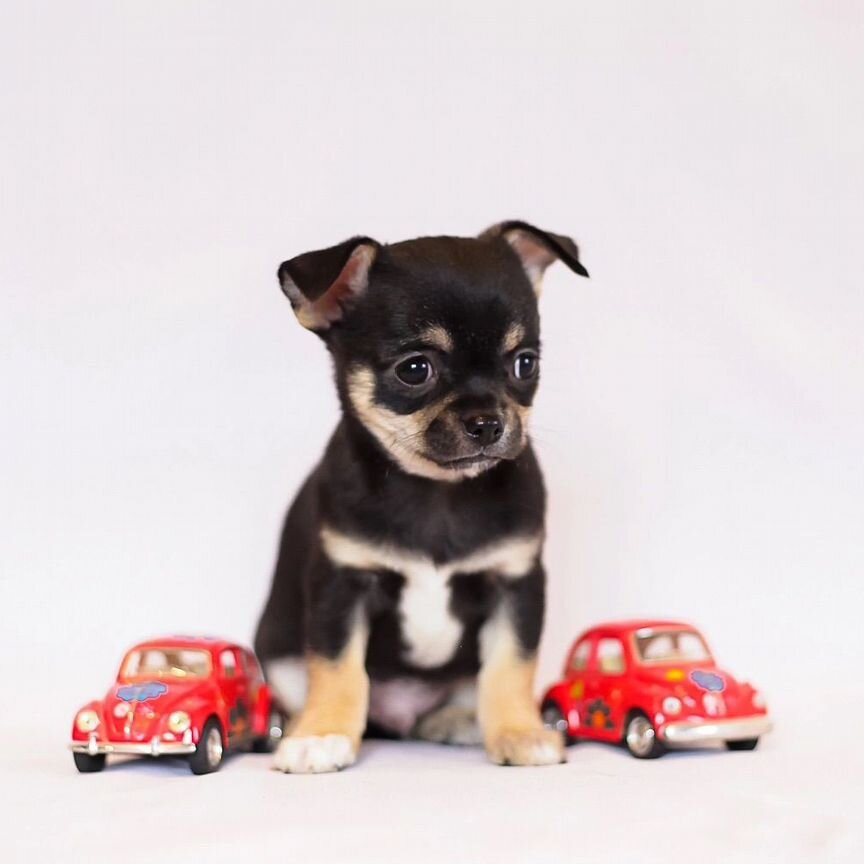 Щенки чихуахуа