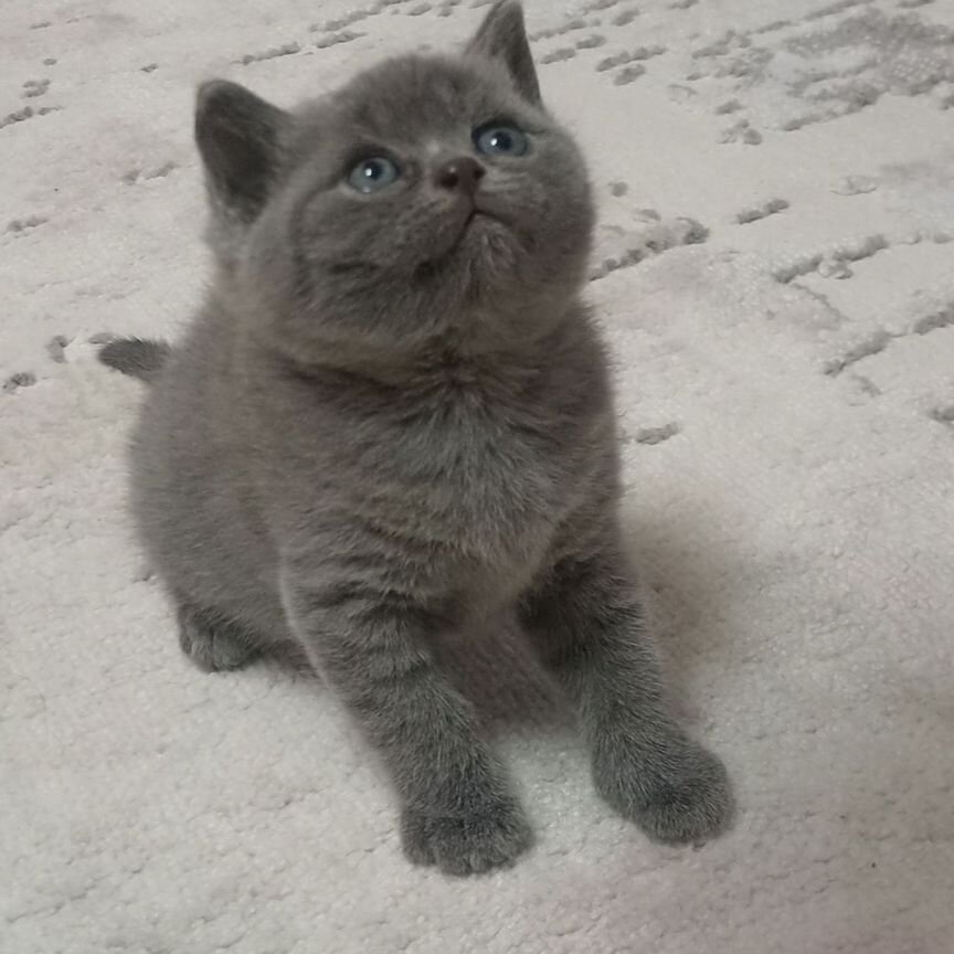 Британская