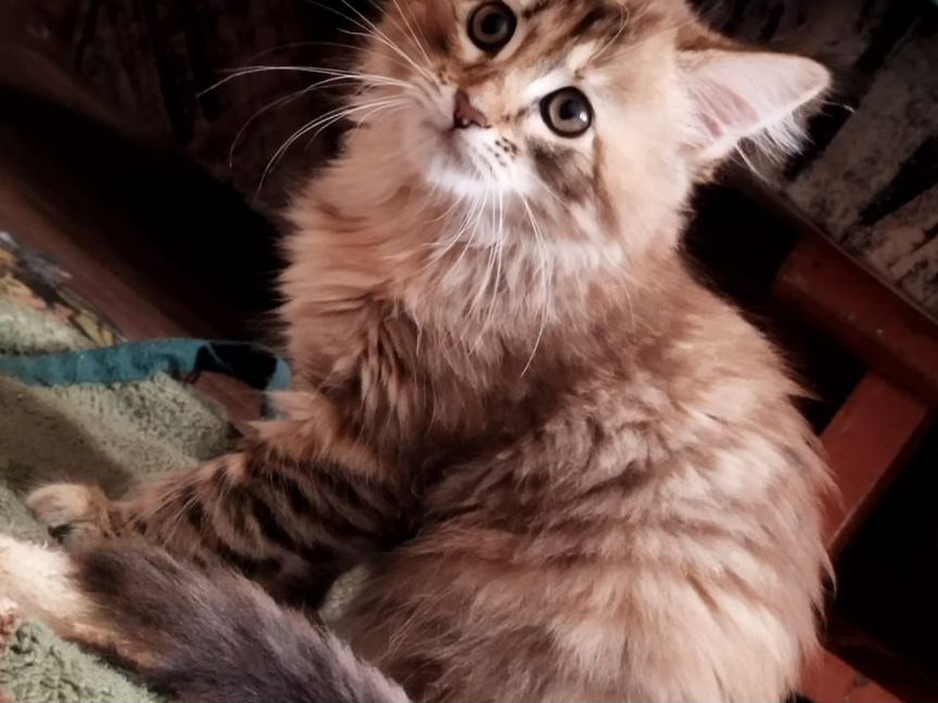 Котята мейн-кун