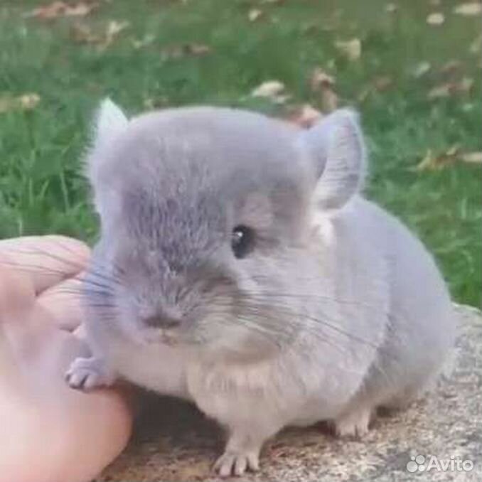 Шиншилята разного окраса