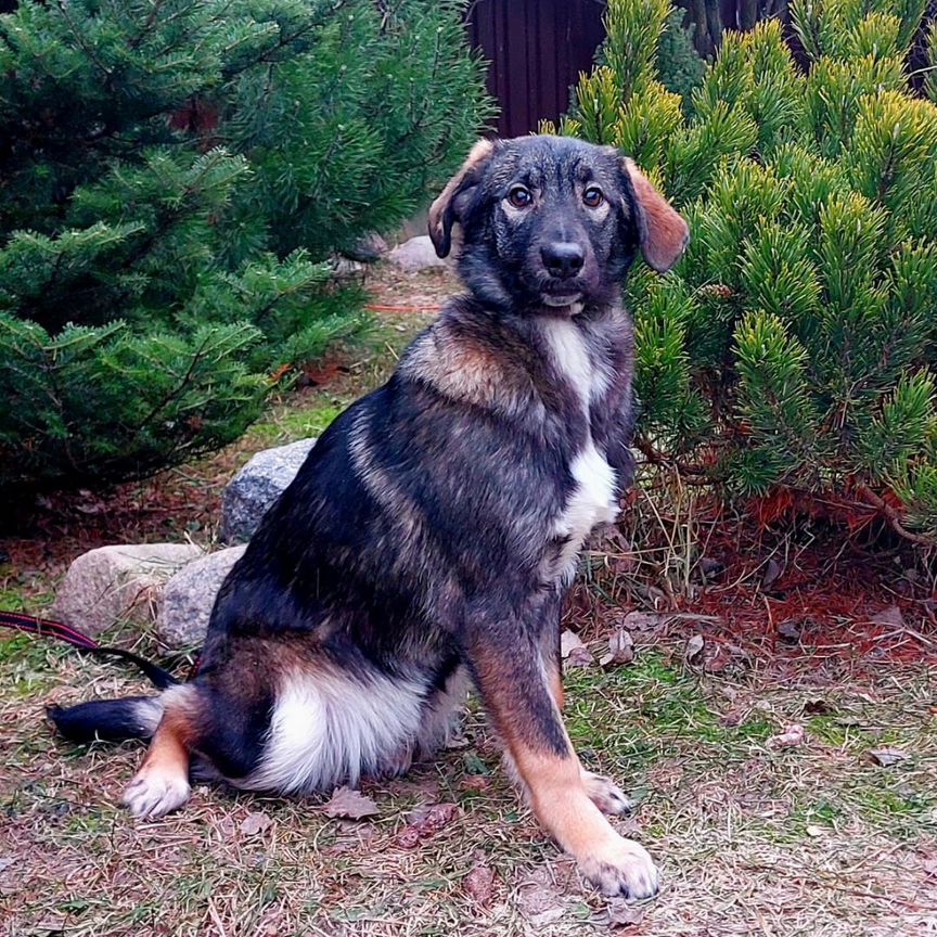 Ласковый мальчик 6 мес ищет дом