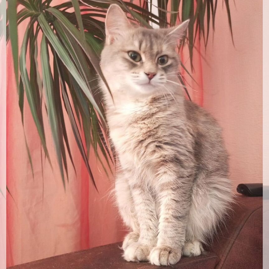 Взрослая, кошка в добрые руки