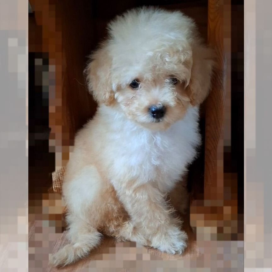 Мальтипу, щенок