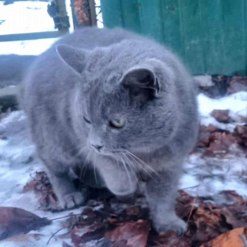 Кошечка стерилизованная в поиске хозяина