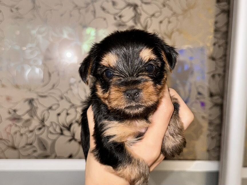 Йорки мини беби фейс