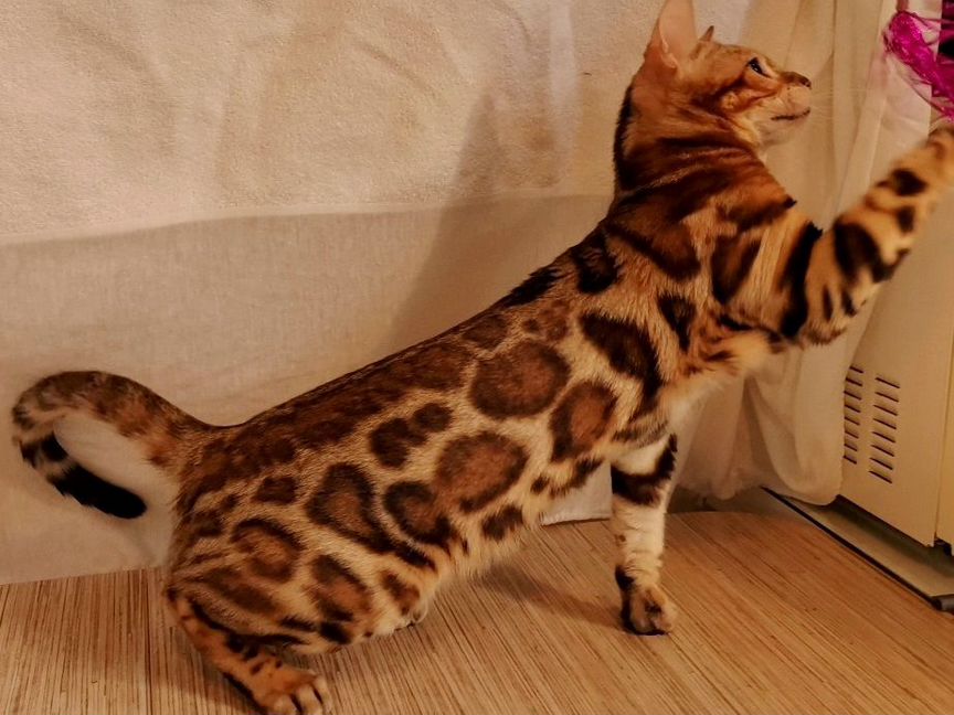 2 взрослые бенгальские кошки из питомника