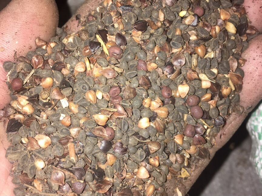 Отсев гричихи