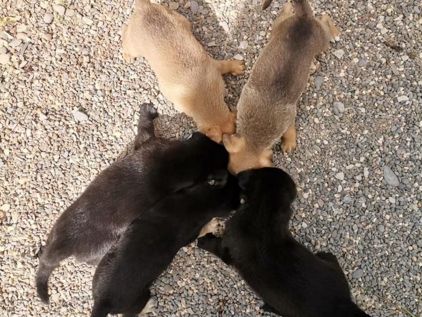 Сакский двортерьер