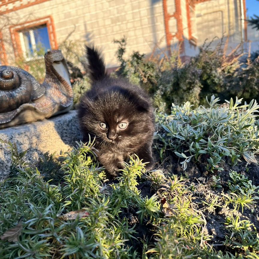 Отдам в добрые руки