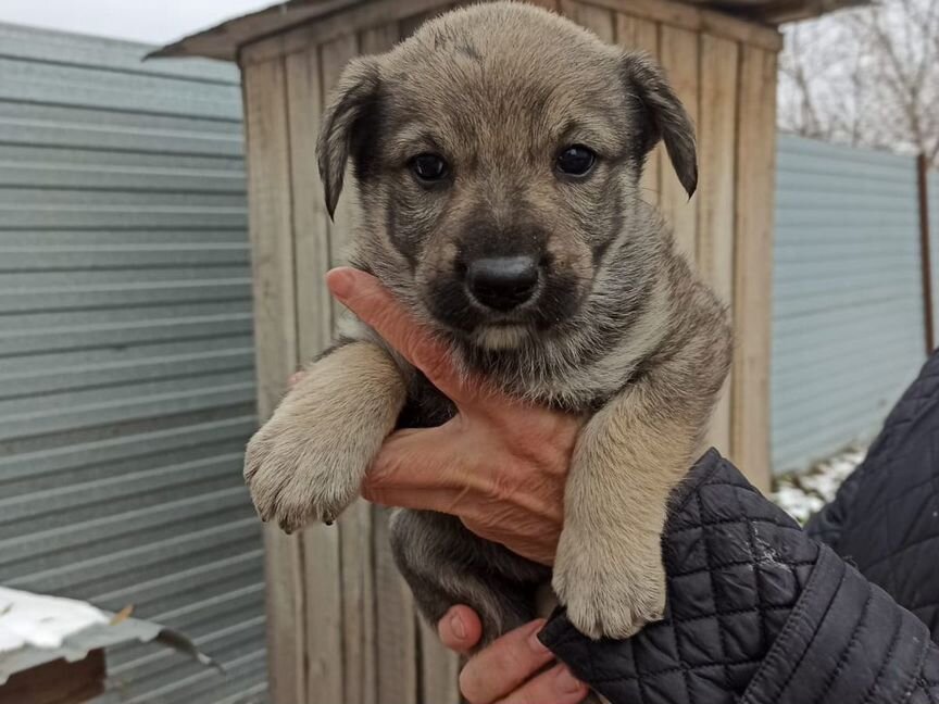 Малышка 2 месяца Ждёт свою семью