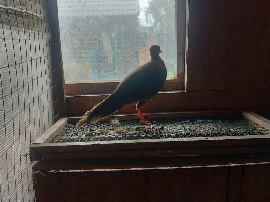 Фазаниха серебряная