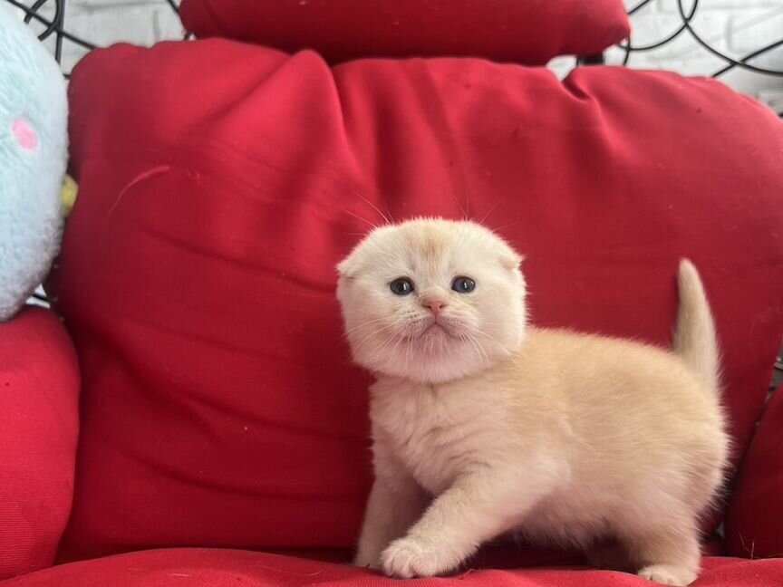 Шотландский вислоухий котенок