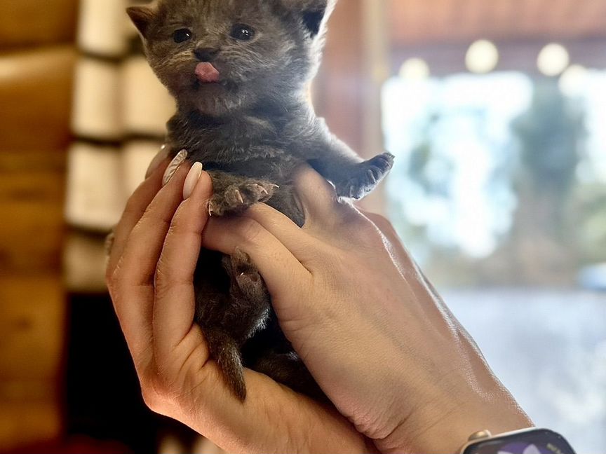 Котёнок мальчик бесплатно