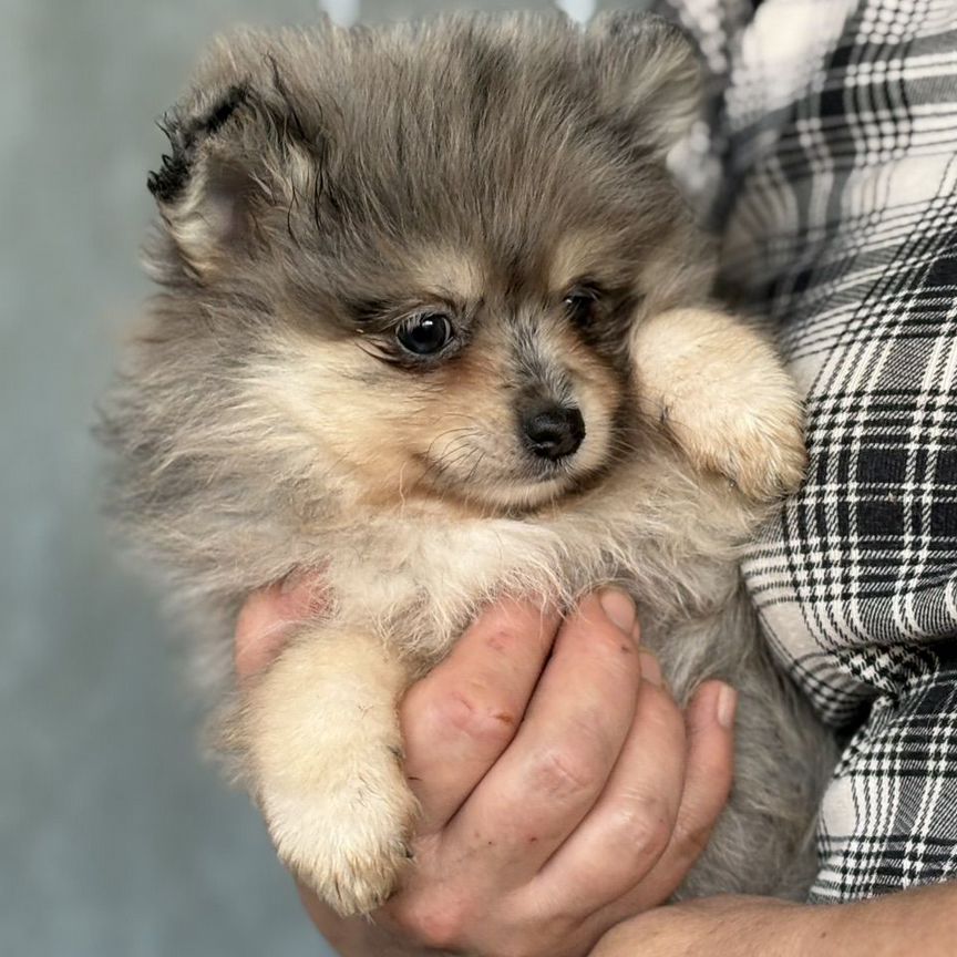 Померанский шпиц, щенок