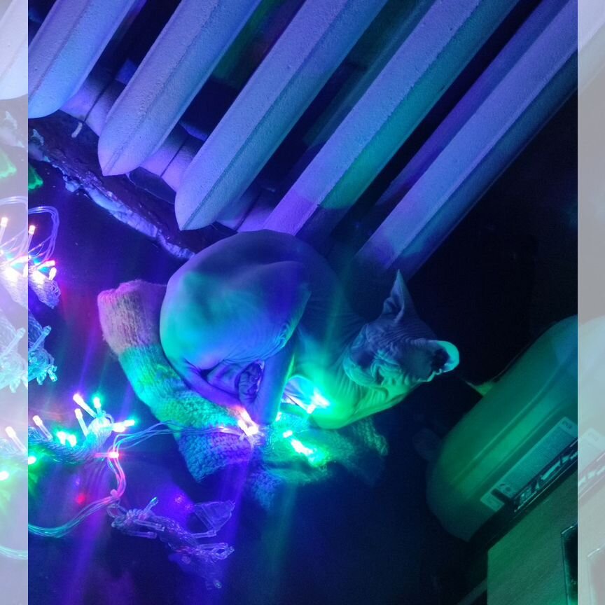 Канадский сфинкс, взрослый кот