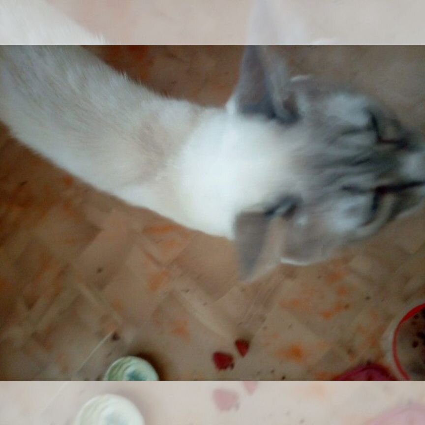 Пристройство кота