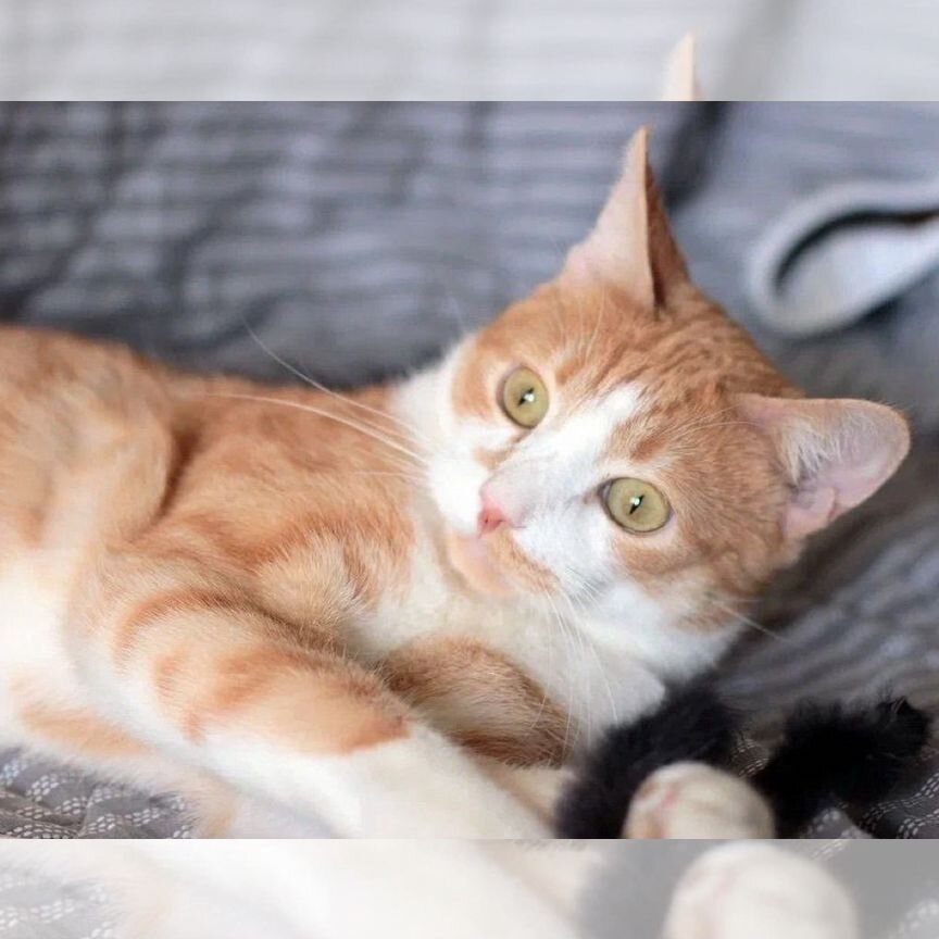 Рыжий котопес