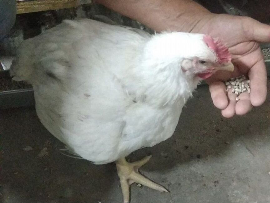 Продам Бройлеров