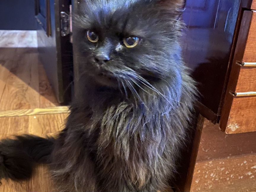 Кот. Зовут Люцифер (Лютик)