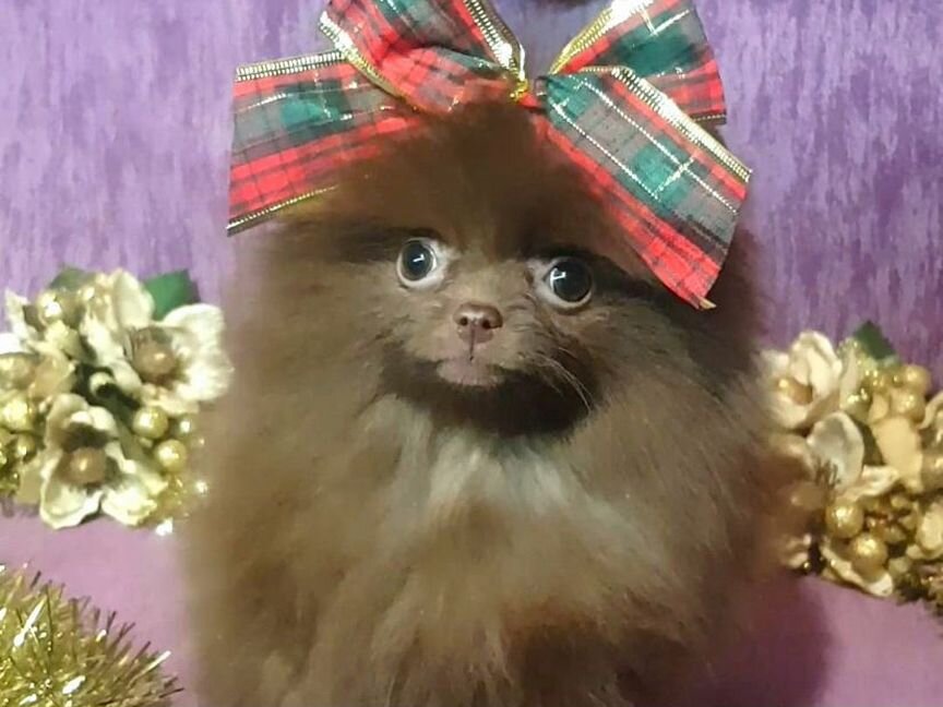 Мишки крошки. Мини