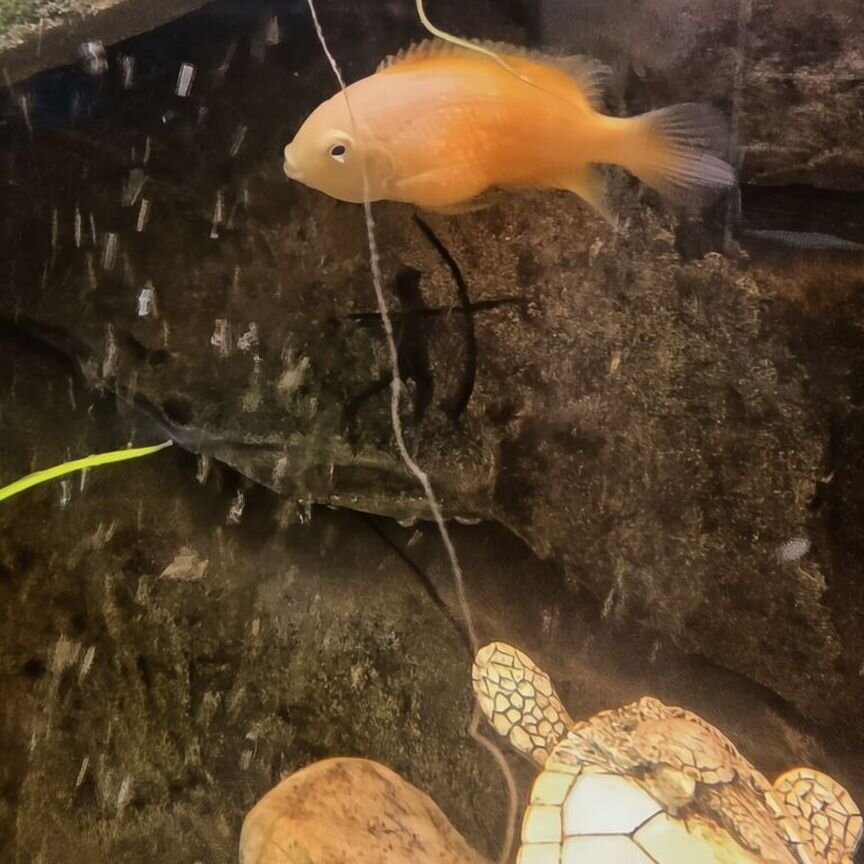 Цихлида розовый фламинго