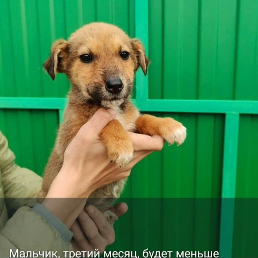 Щенок в добрые руки
