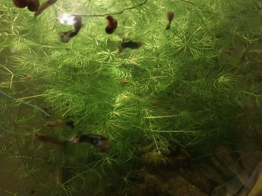 Аквариумные растения