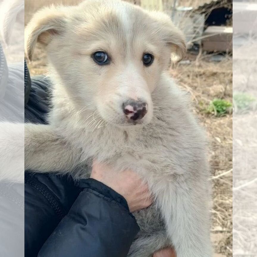 Щенок в добрые руки