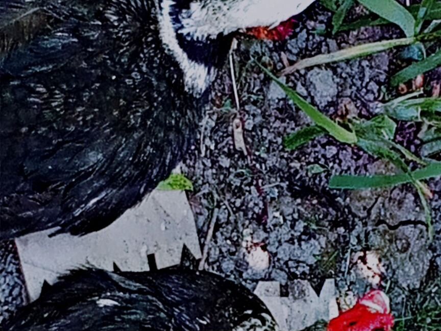 Индаутки. 18 штук больших и 30 маленьких