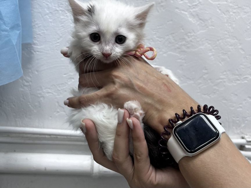 Белый котенок девочка 2 месяца