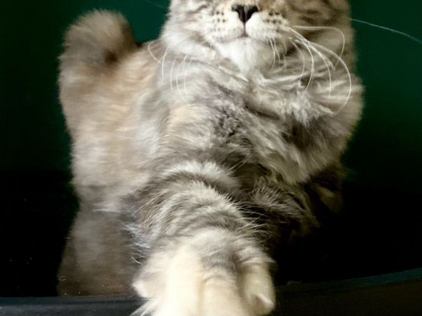 Котята мейн-кун