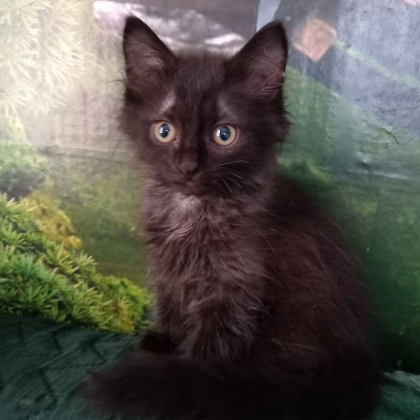Котенок