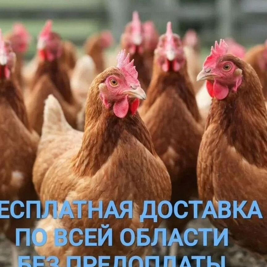 Куры-несушки доставка в Износки