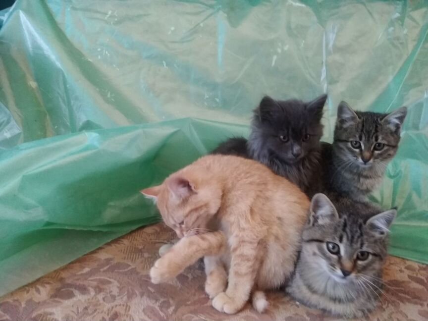 Отдаю 4 котят в добрые руки