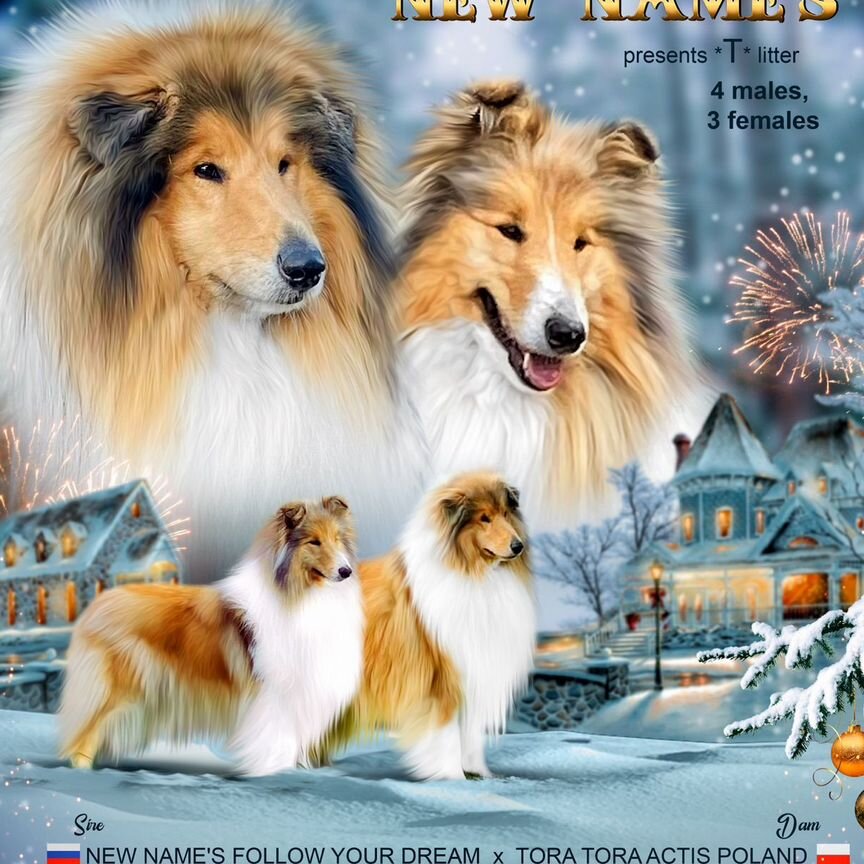 Щенки Колли длинношерстный