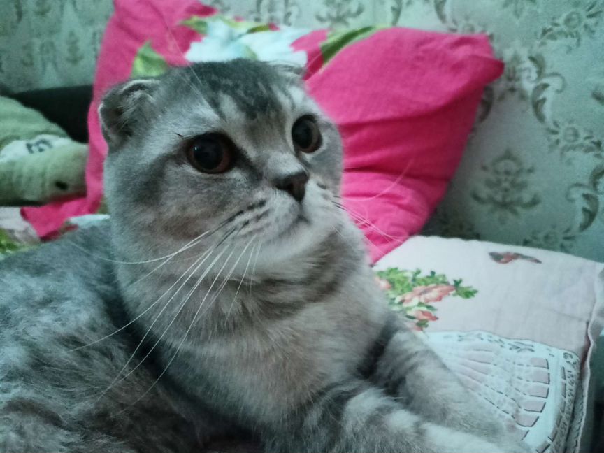 Шотландский кот на вязку