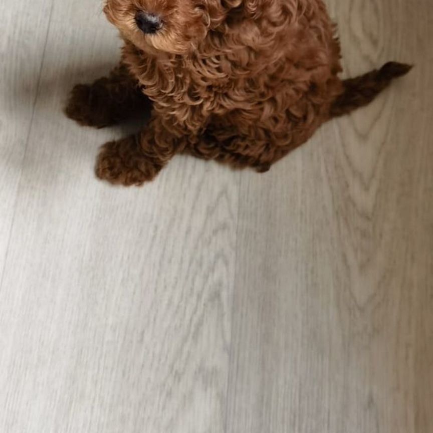 Очаровашка мальтипу микро