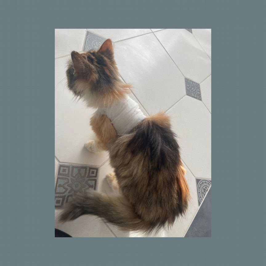 Котенок настрадался, помогите найти дом