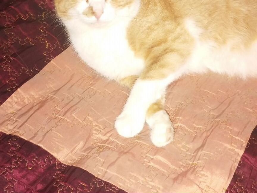Котик