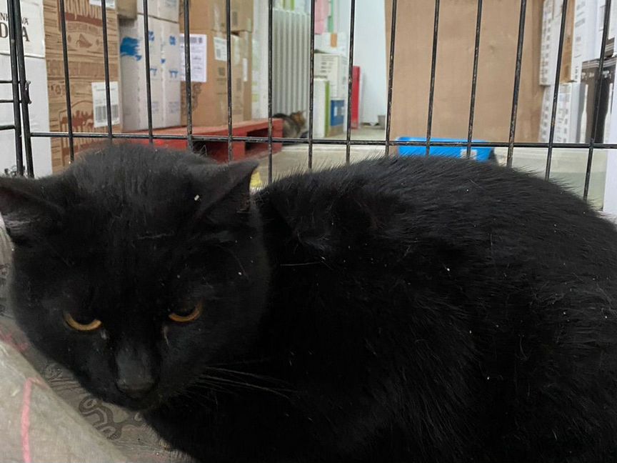 Черная кошка