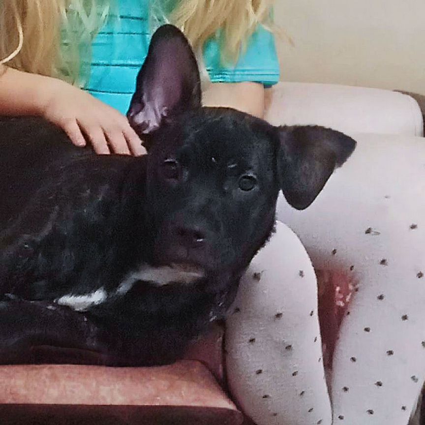 Отдам в заботливые руки