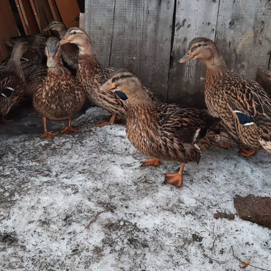 Утки подсадные для охоты