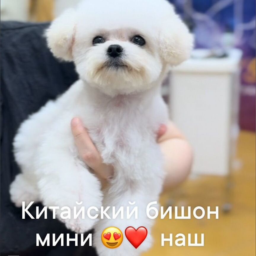 Бишон мини импорт Китай (вязка)