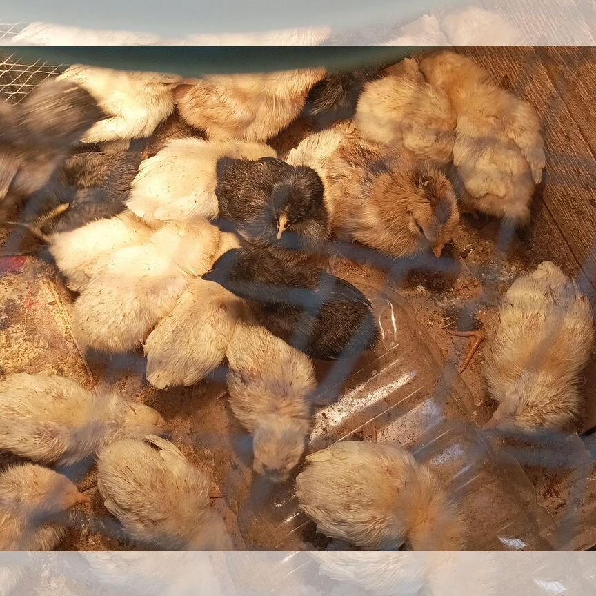 Цыплята