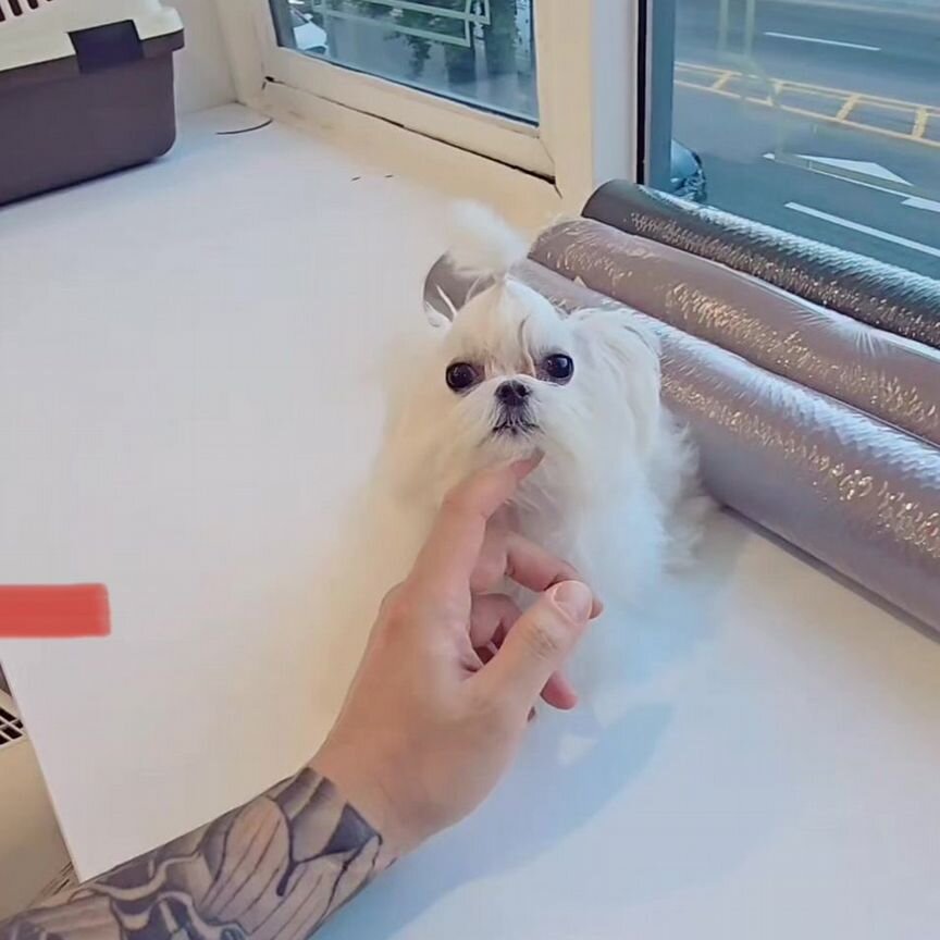 Девочка мальтезе из Кореи