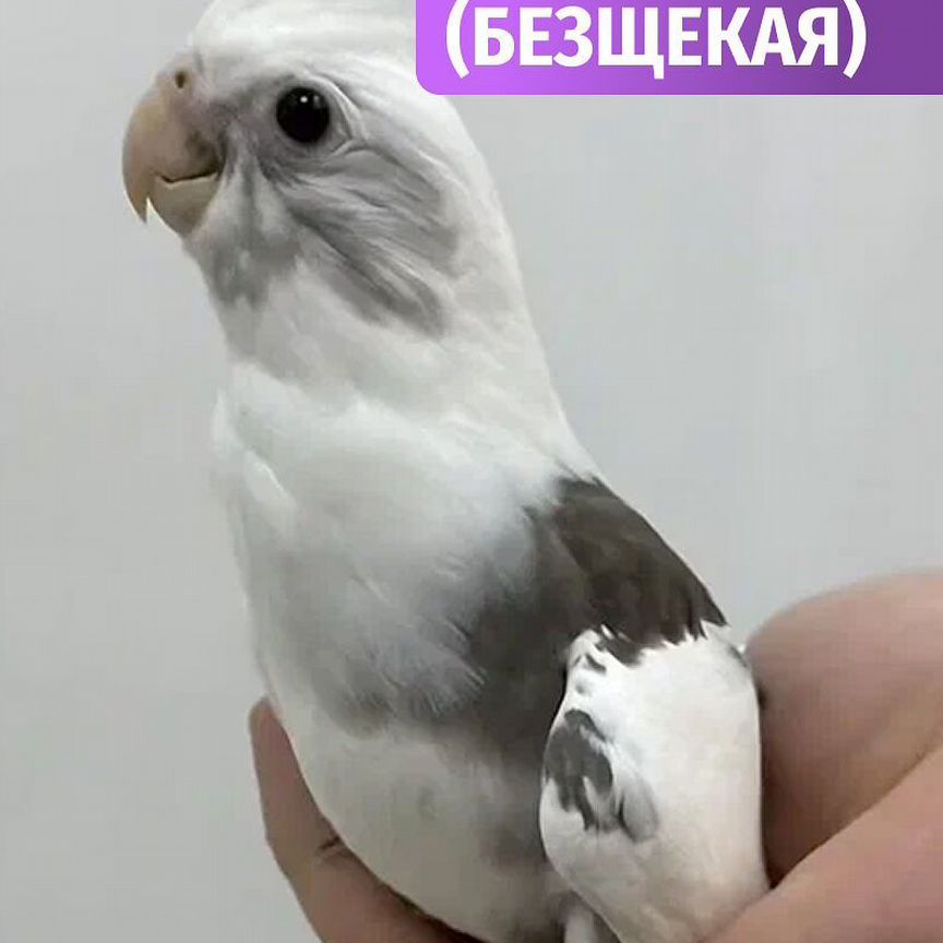 Попугай Карела безщекая