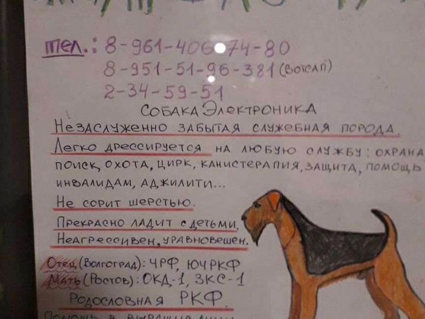 Щенки ждут своих хозяев