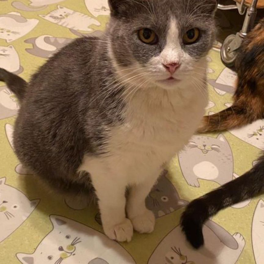 Кошка