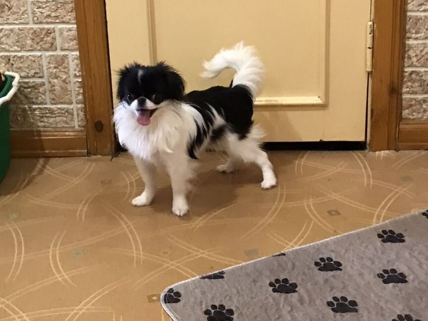 Японочка 7 месяцев